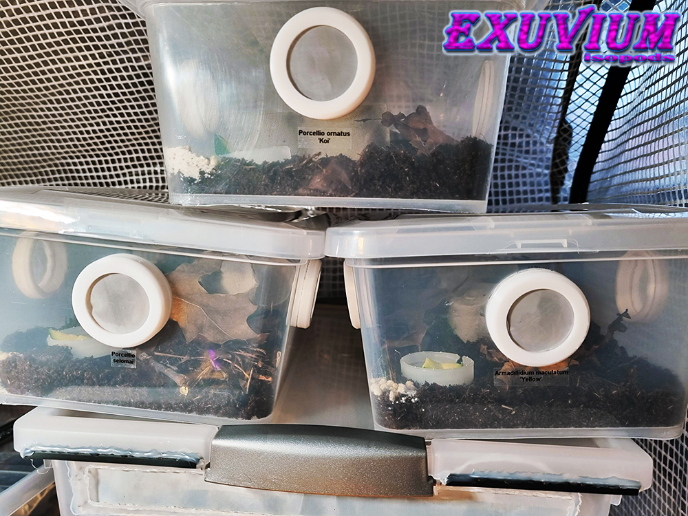 Ultra Fine Mesh Vents | For Isopods, Millipedes & other inverts ...