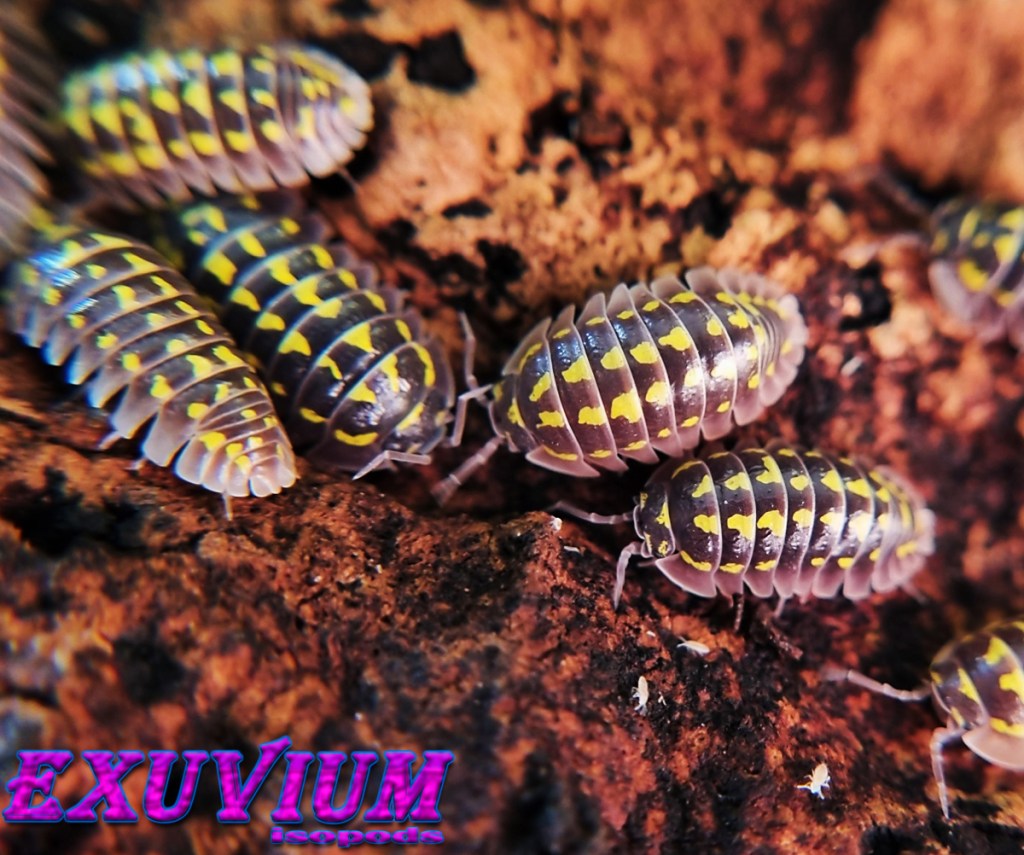 Armadillidium gestroi (Gestro’s Pill Woodlouse) – Exuvium Isopods