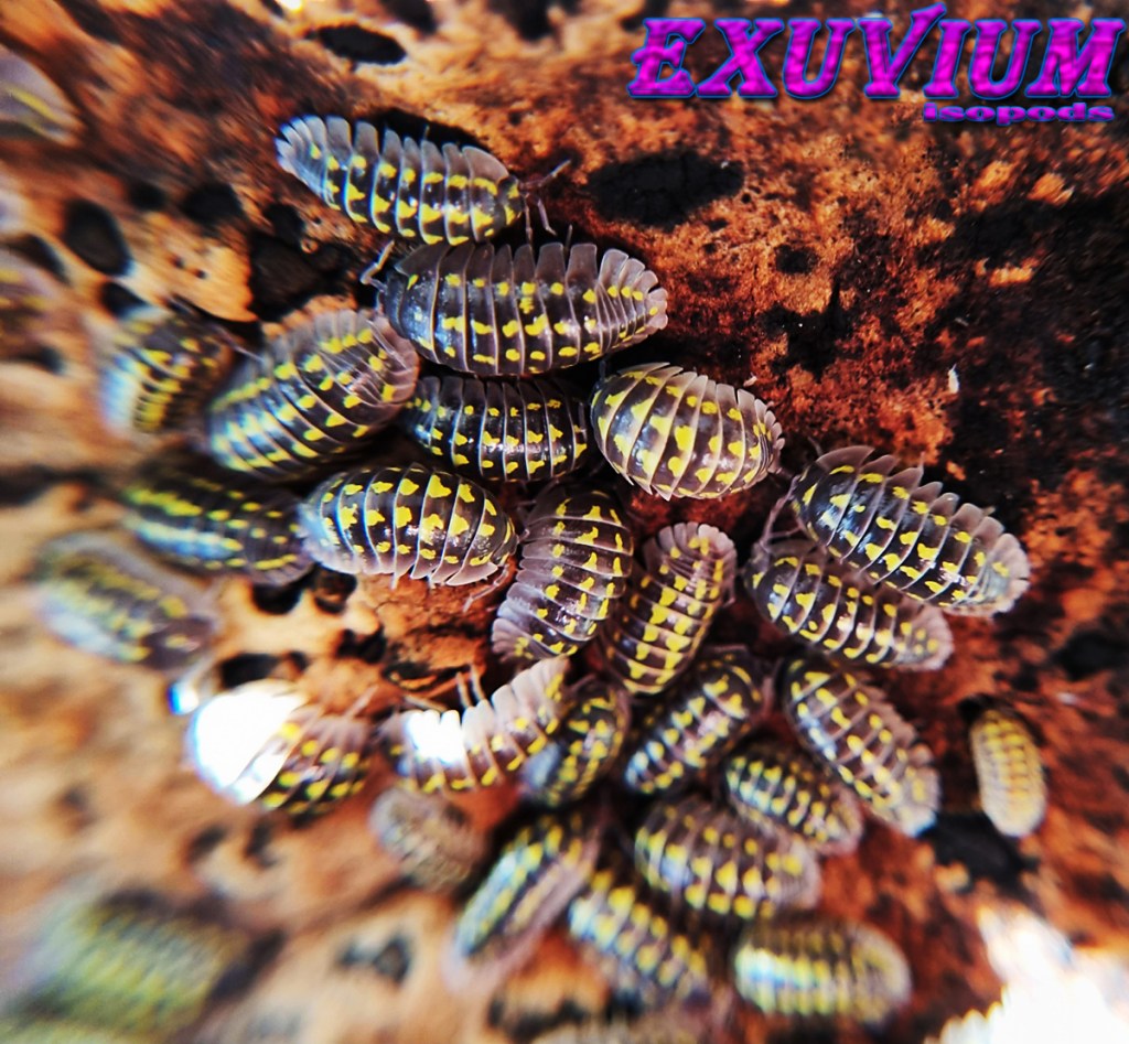 Armadillidium gestroi (Gestro’s Pill Woodlouse) – Exuvium Isopods
