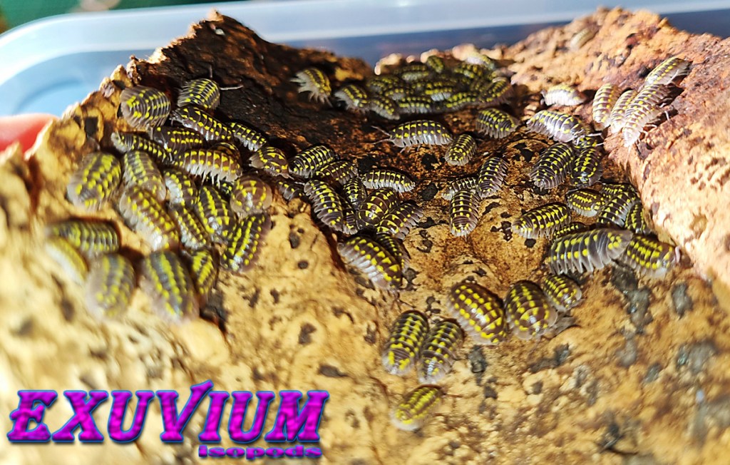 Armadillidium gestroi (Gestro’s Pill Woodlouse) – Exuvium Isopods