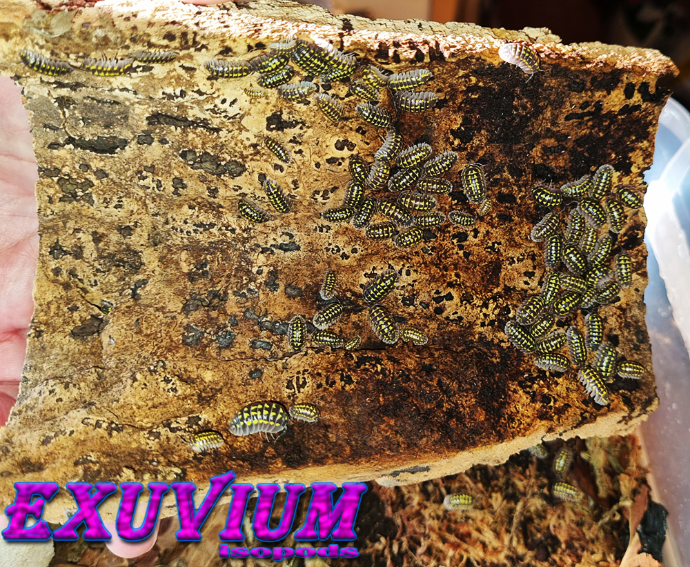 Armadillidium gestroi (Gestro’s Pill Woodlouse) – Exuvium Isopods