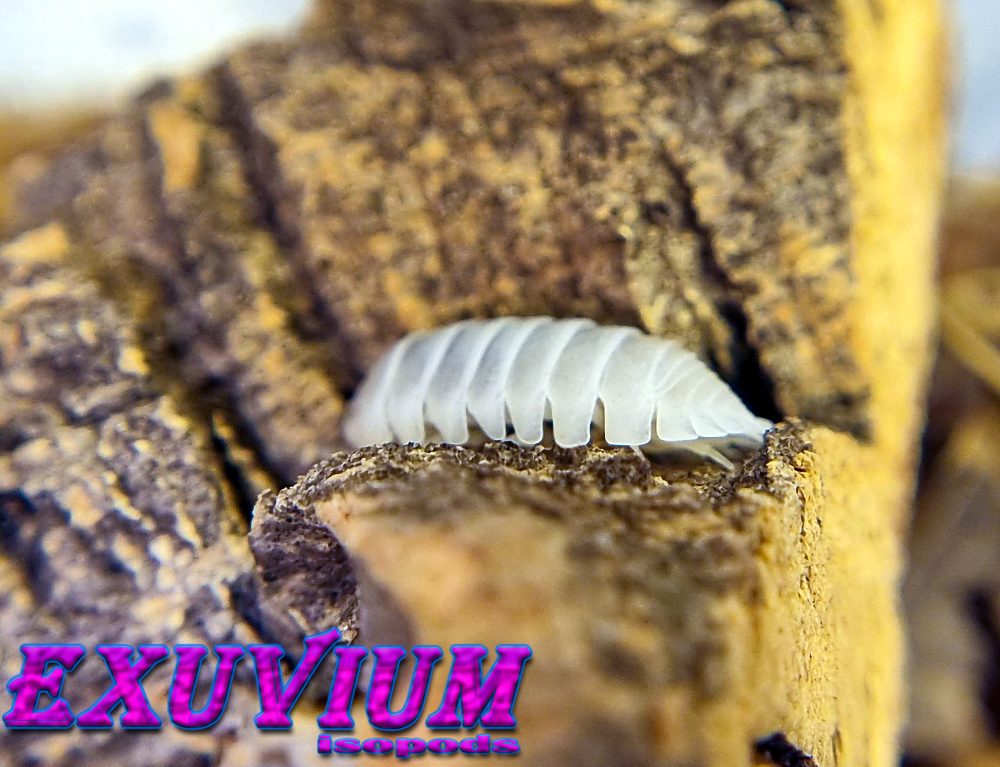 Armadillidium granulatum ‘White Pearl’ (Granulated Pill Woodlouse ...