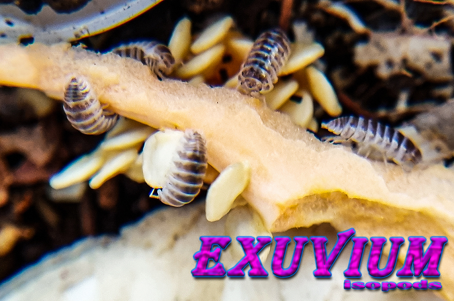 Armadillidium maculatum ‘Chocolate’ (Chocolate Zebra Isopod) – Exuvium ...