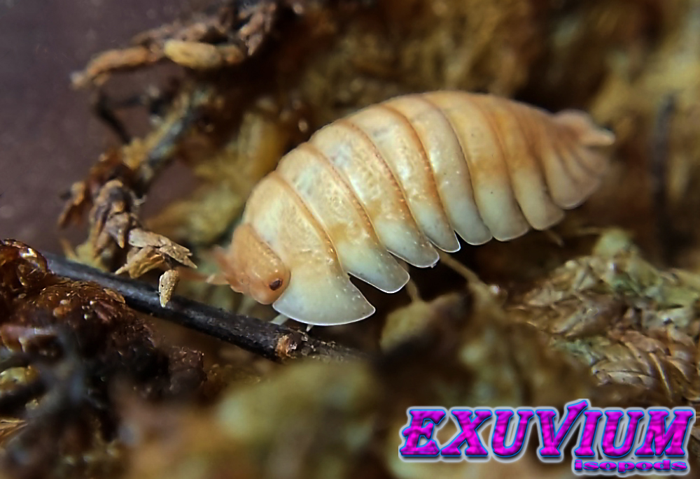 Armadillidium pallasii ‘Orange’ (Corfu) – Exuvium Isopods