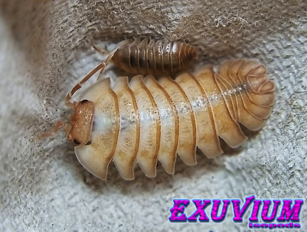 Armadillidium pallasii ‘Orange’ (Corfu) – Exuvium Isopods