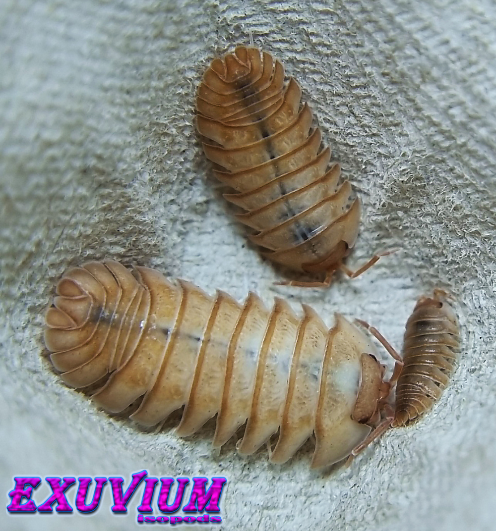 Armadillidium pallasii ‘Orange’ (Corfu) – Exuvium Isopods