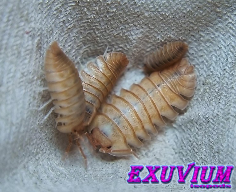Armadillidium pallasii ‘Orange’ (Corfu) – Exuvium Isopods