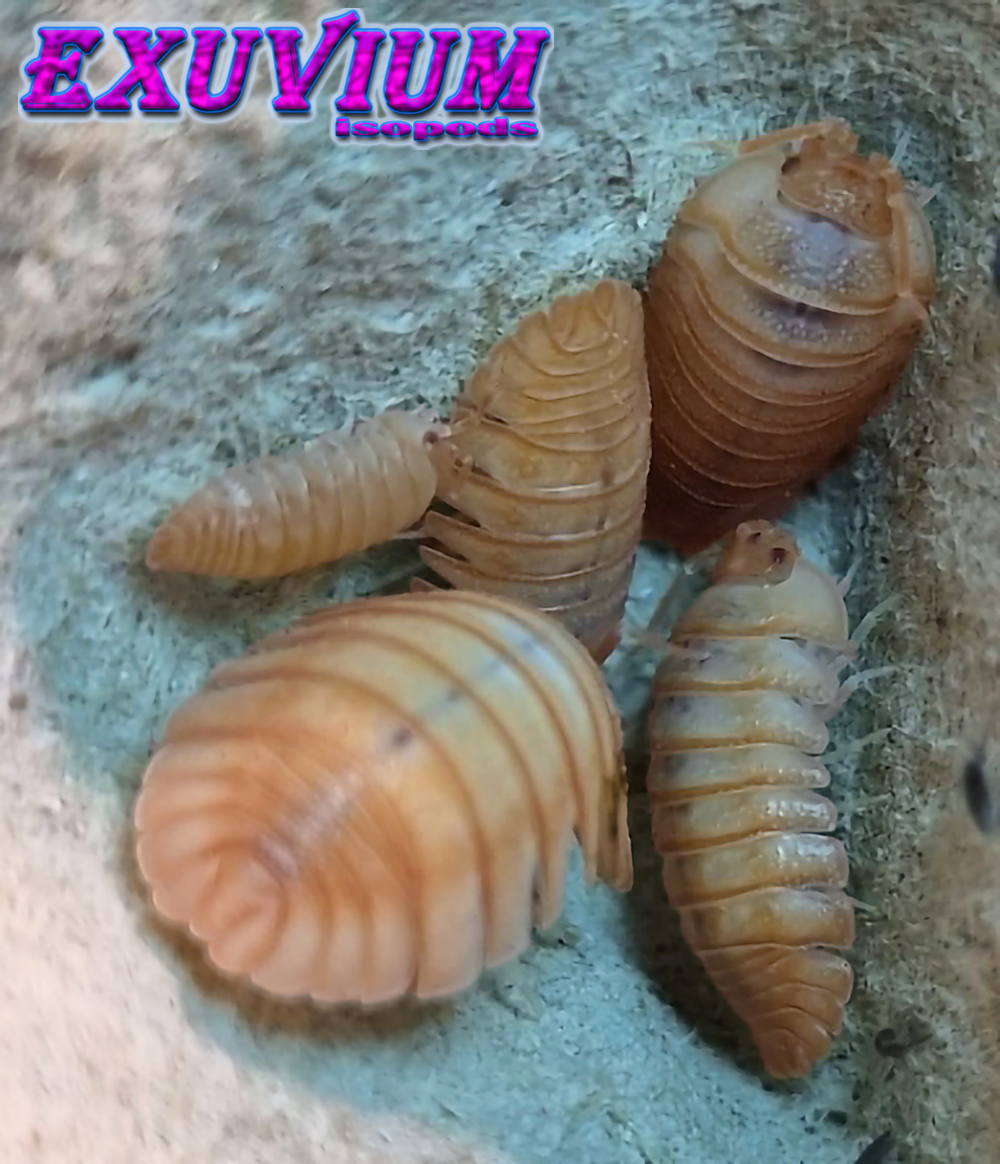 Armadillidium pallasii ‘Orange’ (Corfu) – Exuvium Isopods