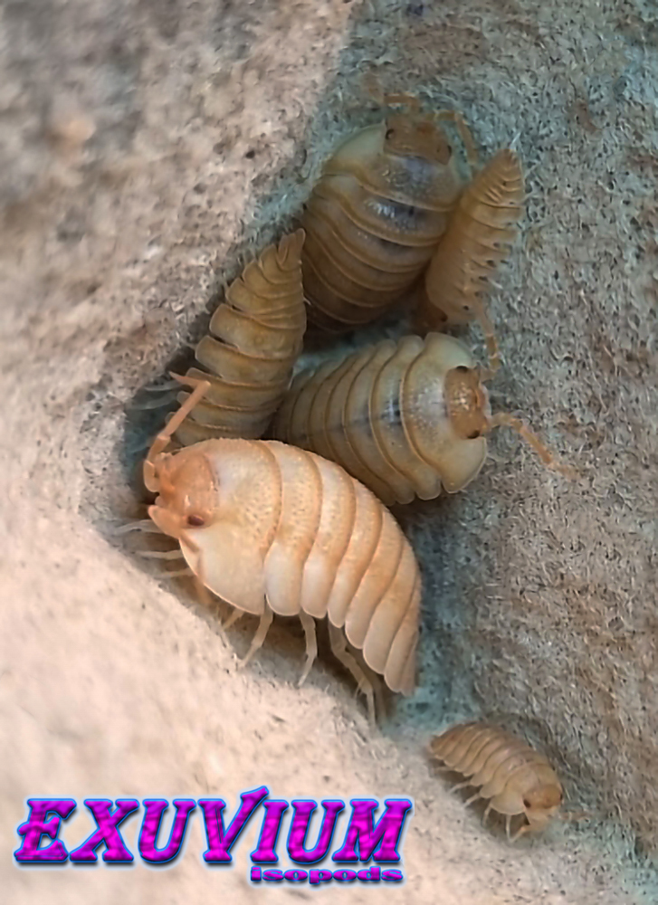 Armadillidium pallasii ‘Orange’ (Corfu) – Exuvium Isopods