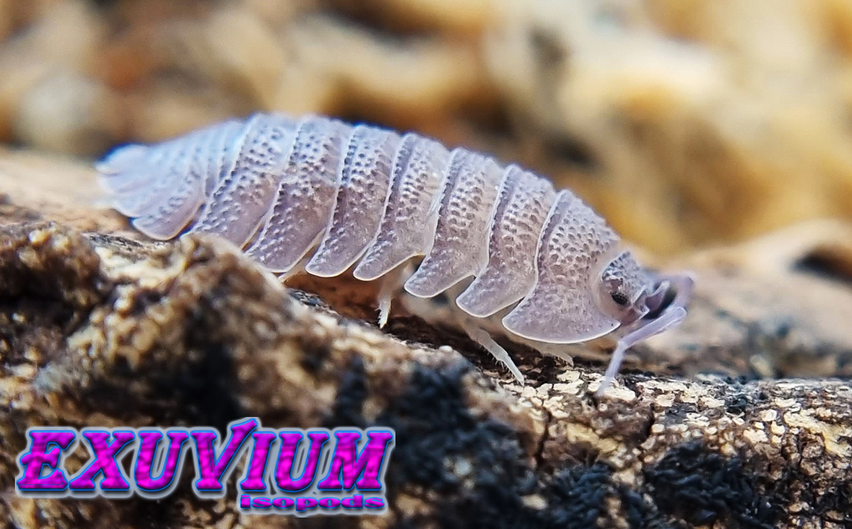 Armadillidium scaberrimum (Sandstone Pill Woodlouse) – Exuvium Isopods