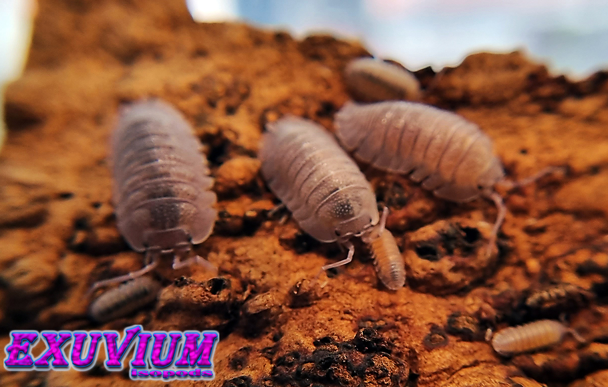 Armadillidium scaberrimum (Sandstone Pill Woodlouse) – Exuvium Isopods