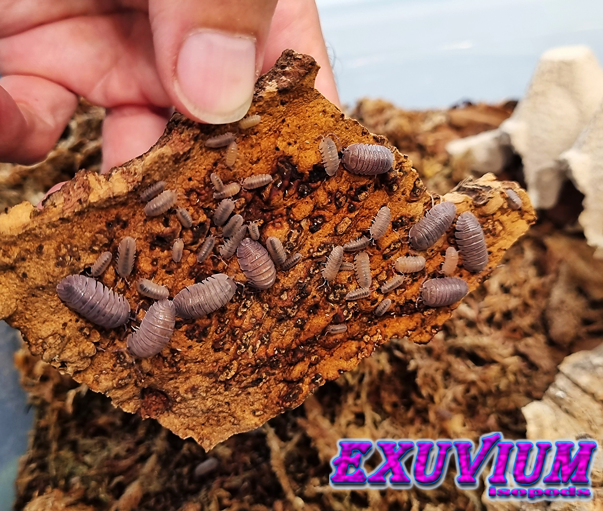 Armadillidium scaberrimum (Sandstone Pill Woodlouse) – Exuvium Isopods