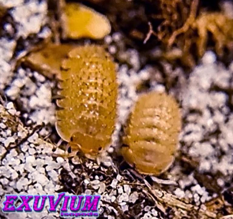 Cristarmadillidium muricatum (European Spiny Pill Woodlouse) – Exuvium ...