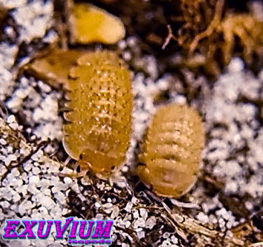 Cristarmadillidium muricatum (European Spiny Pill Woodlouse) – Exuvium ...