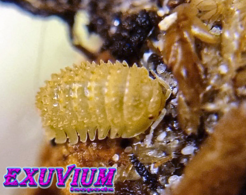 Cristarmadillidium muricatum (European Spiny Pill Woodlouse) – Exuvium ...