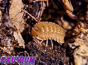 Cristarmadillidium muricatum (European Spiny Pill Woodlouse) – Exuvium ...