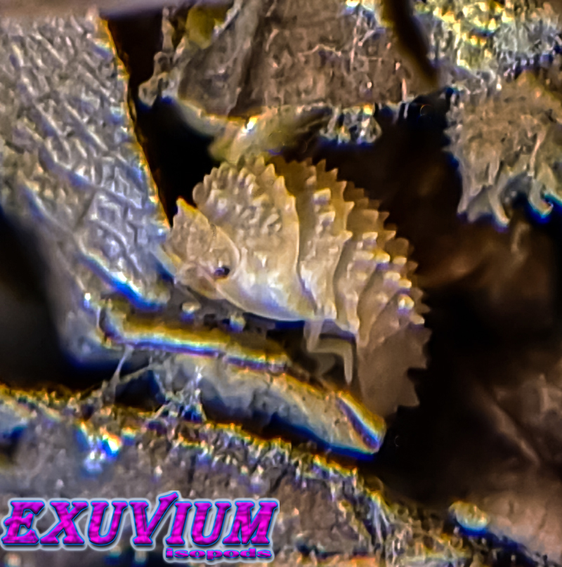 Cristarmadillidium muricatum (European Spiny Pill Woodlouse) – Exuvium ...