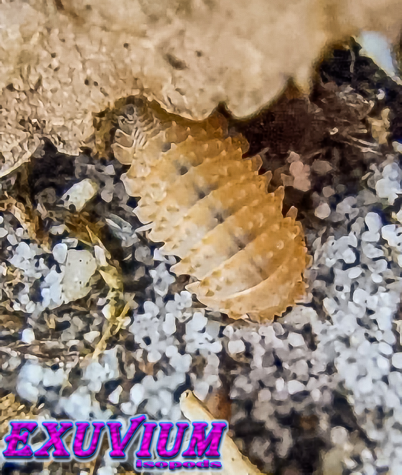 Cristarmadillidium muricatum (European Spiny Pill Woodlouse) – Exuvium ...