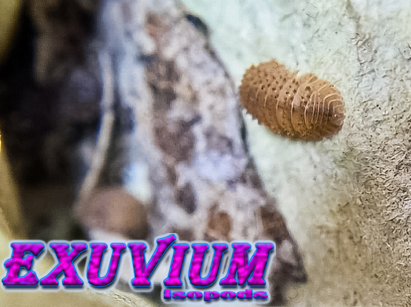 Cristarmadillidium muricatum (European Spiny Pill Woodlouse) – Exuvium ...