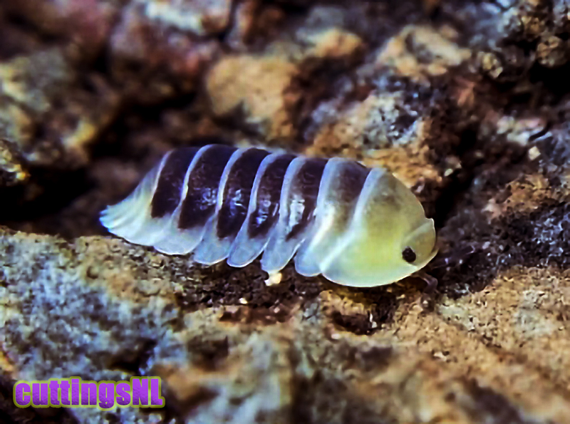 Cubaris sp. ‘Jupiter’ – Exuvium Isopods