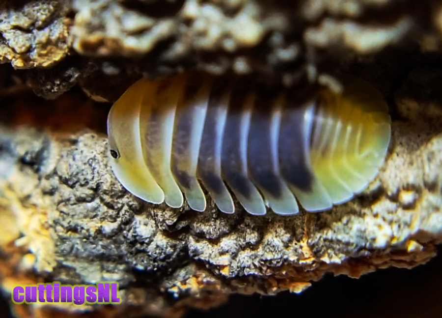 Cubaris sp. ‘Jupiter’ – Exuvium Isopods