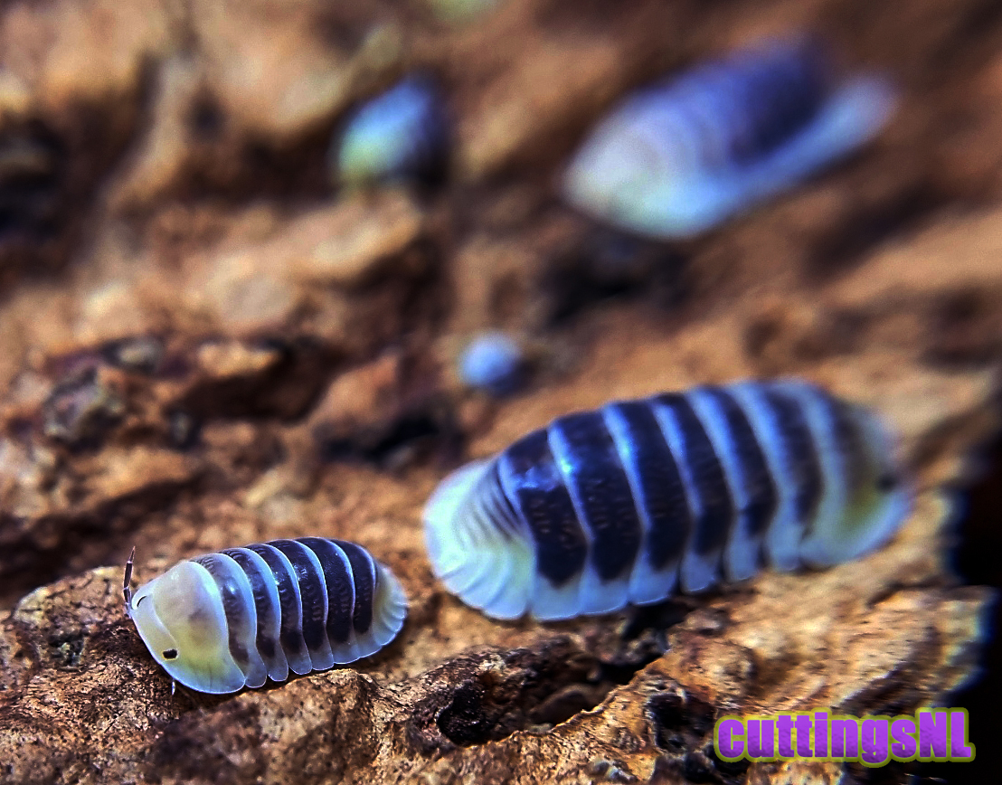 Cubaris sp. ‘Jupiter’ – Exuvium Isopods