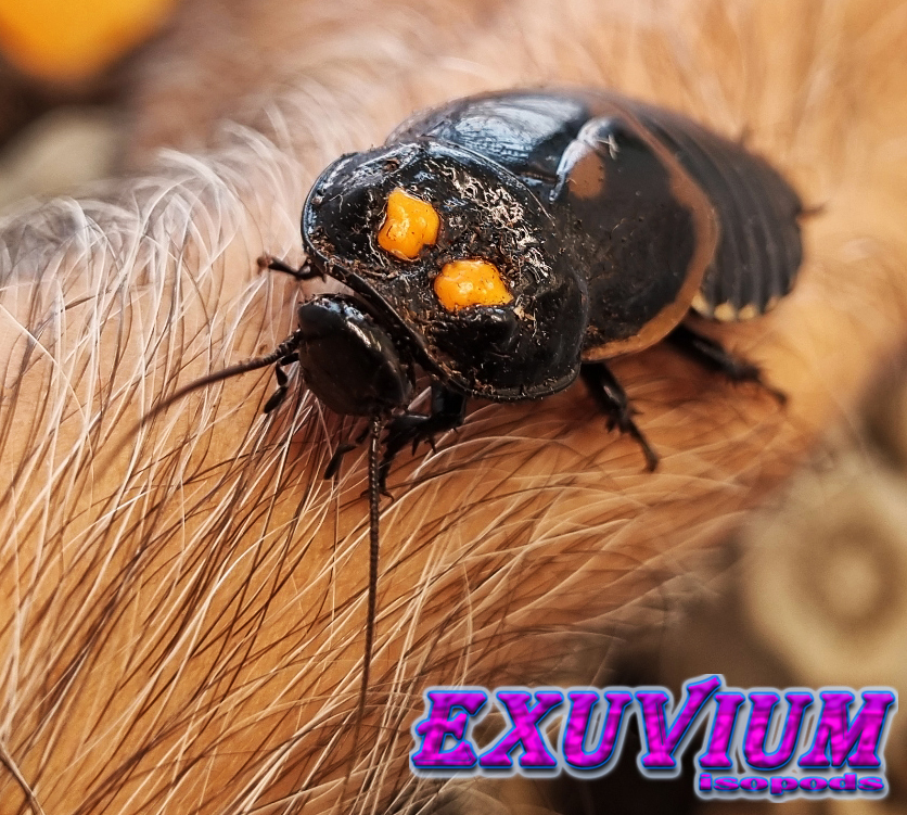 Lucihormetica verrucosa (Warty-Glowspot Roach) SALE 🔥 – Exuvium Isopods
