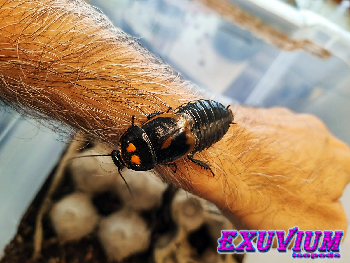 Lucihormetica verrucosa (Warty-Glowspot Roach) SALE 🔥 – Exuvium Isopods
