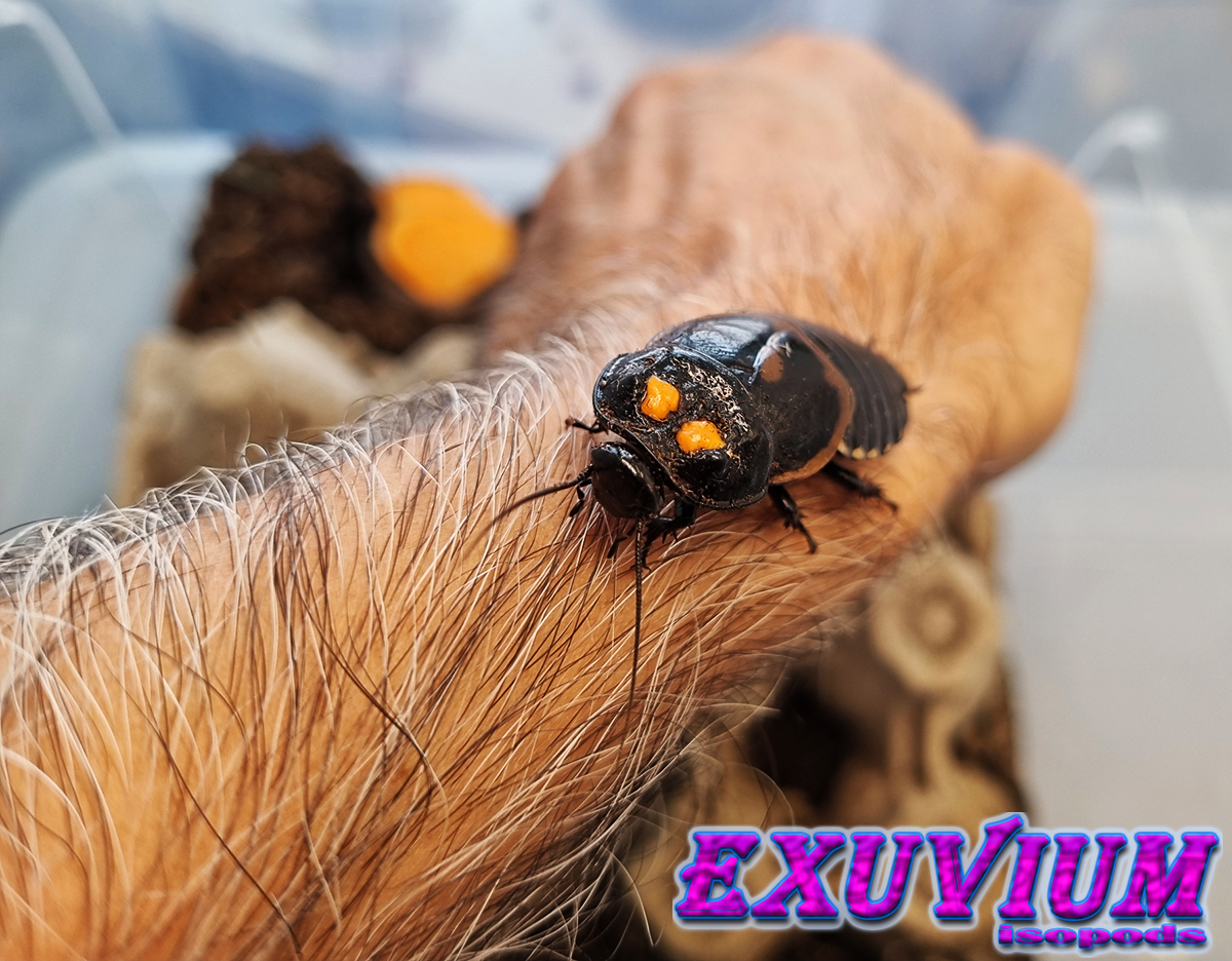 Lucihormetica verrucosa (Warty-Glowspot Roach) SALE 🔥 – Exuvium Isopods