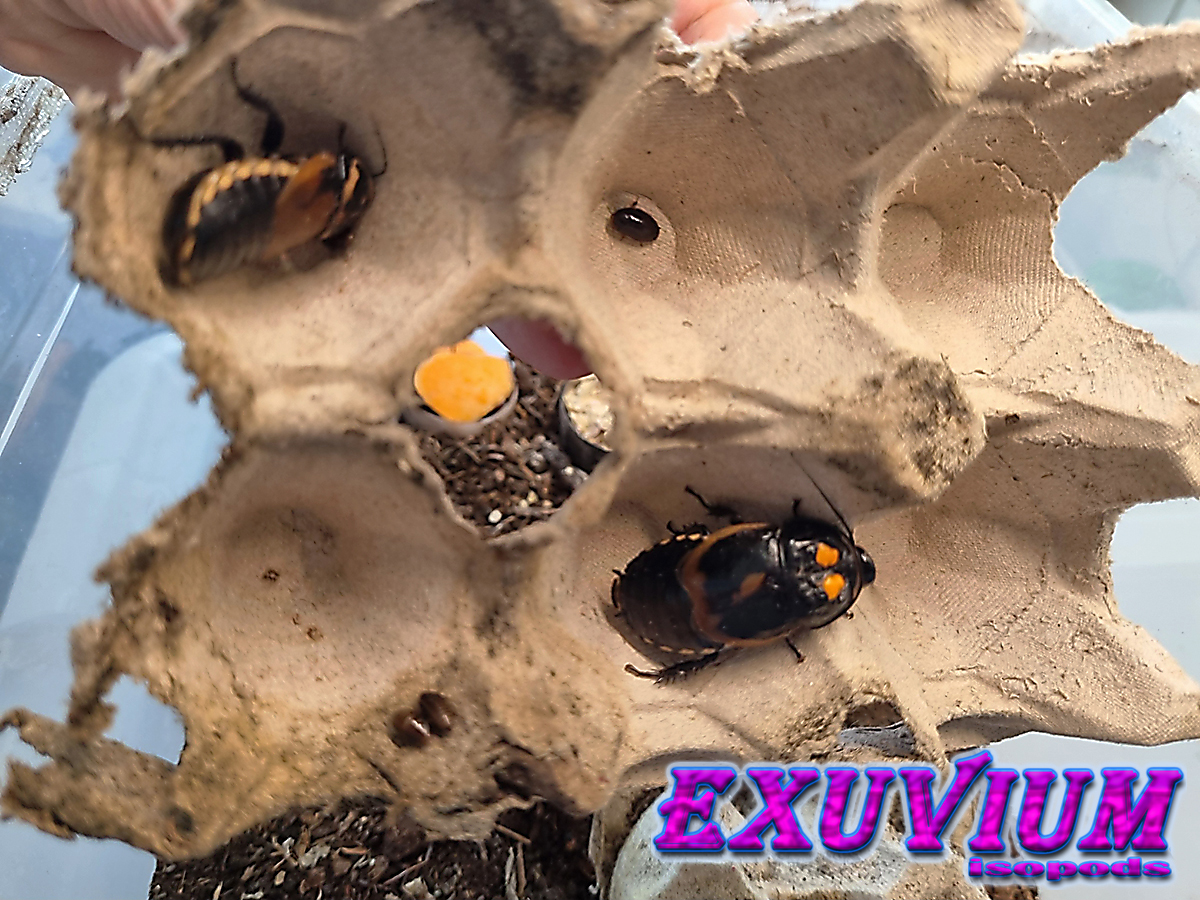 Lucihormetica verrucosa (Warty Glowspot Cockroach) SALE 🔥 – Exuvium Isopods