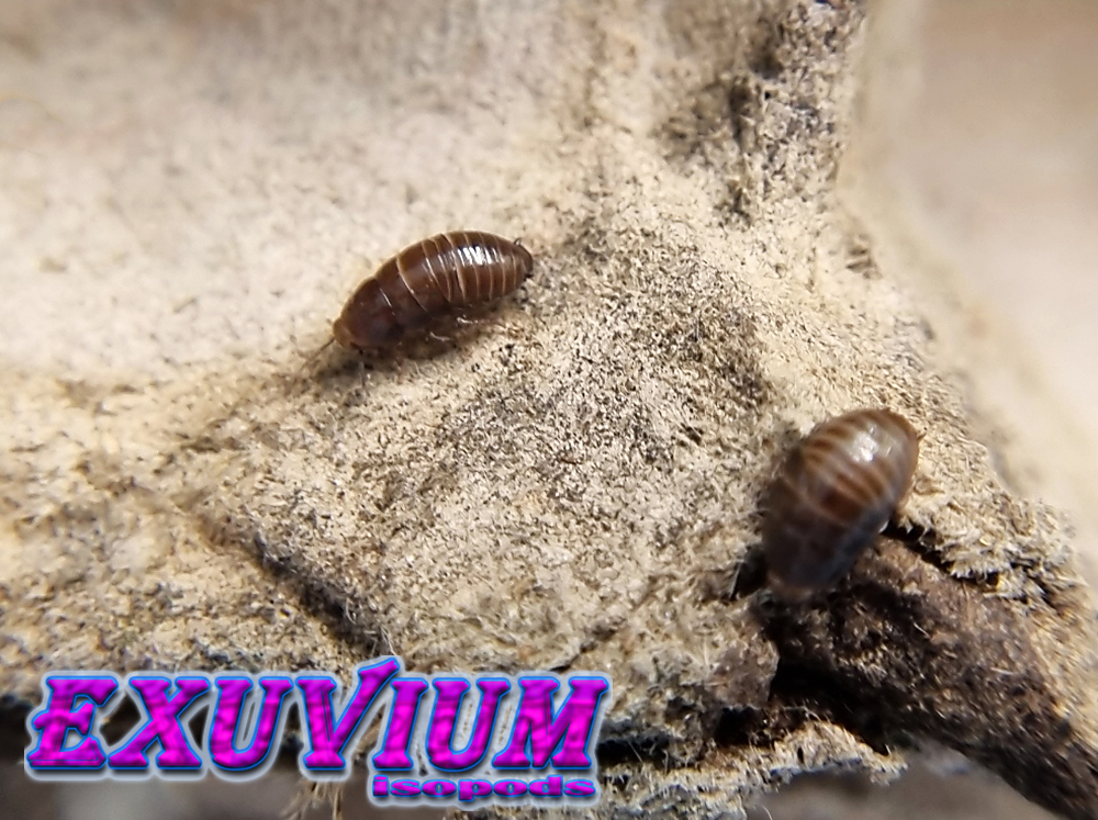 Lucihormetica verrucosa (Warty Glowspot Cockroach) SALE 🔥 – Exuvium Isopods