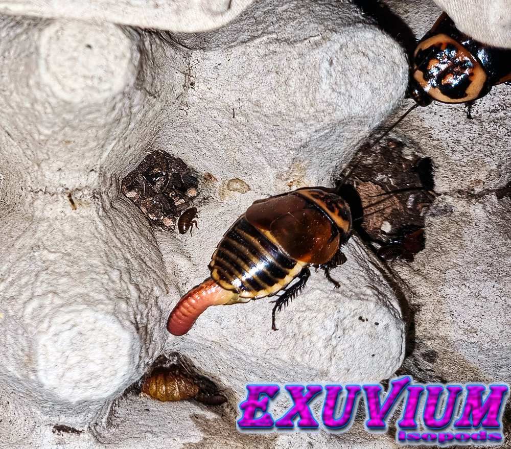 Lucihormetica verrucosa (Warty-Glowspot Roach) SALE 🔥 – Exuvium Isopods