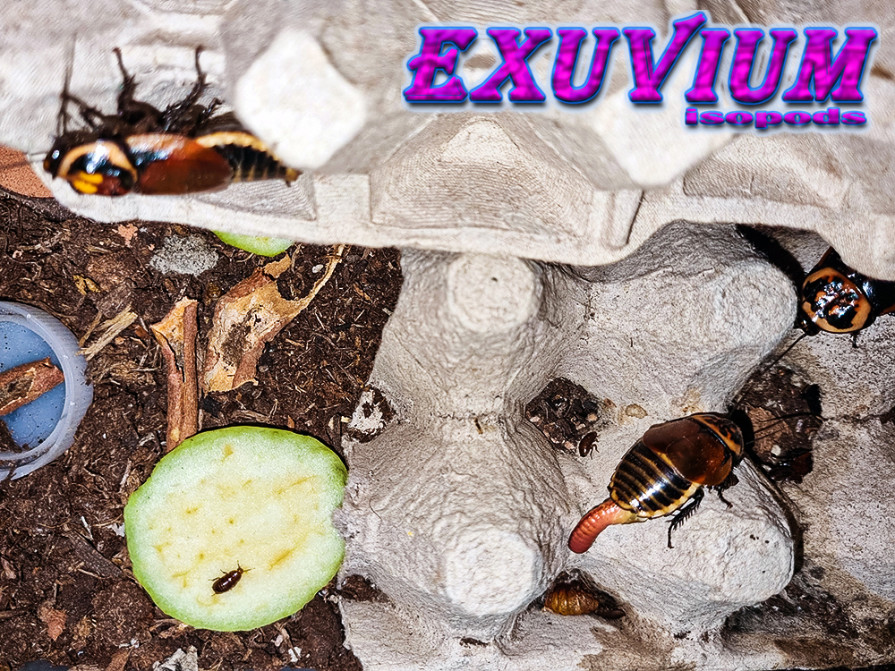 Lucihormetica verrucosa (Warty Glowspot Cockroach) SALE 🔥 – Exuvium Isopods