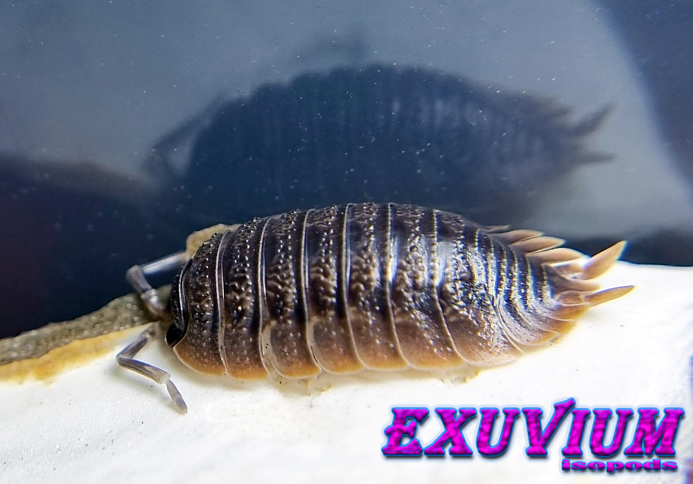 Porcellio dilatatus (Giant Canyon Woodlouse) – Exuvium Isopods
