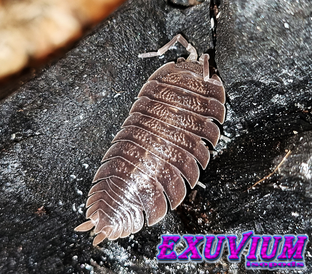 Porcellio dilatatus (Giant Canyon Woodlouse) – Exuvium Isopods