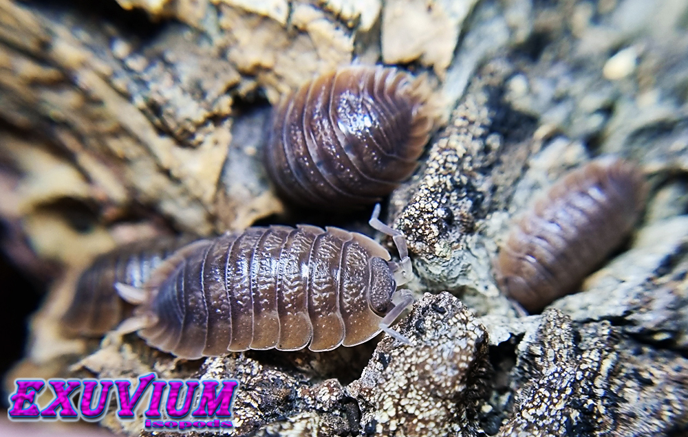 Porcellio dilatatus (Giant Canyon Woodlouse) – Exuvium Isopods