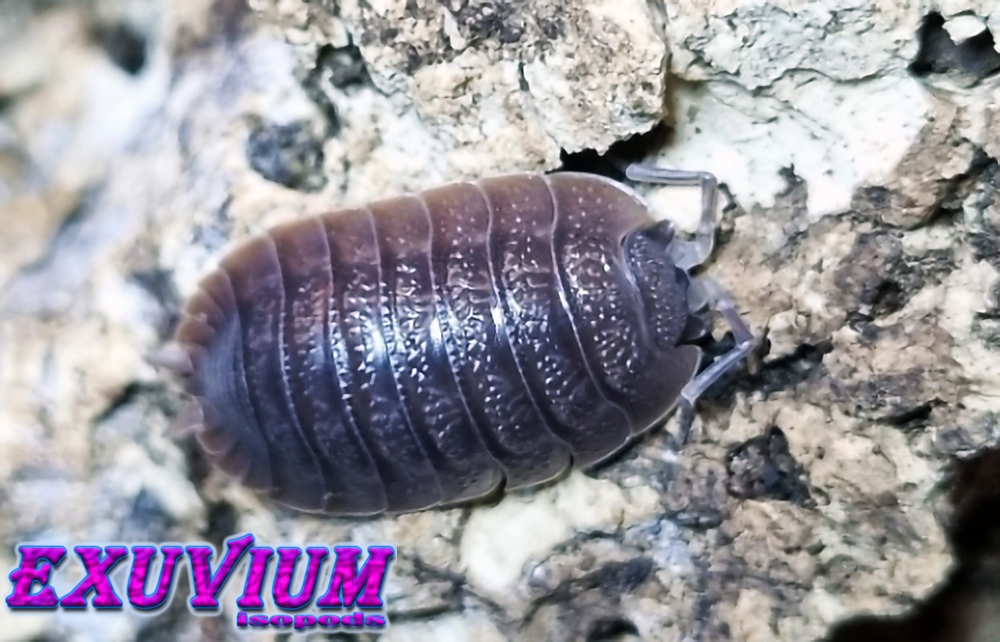 Porcellio dilatatus (Giant Canyon Woodlouse) – Exuvium Isopods