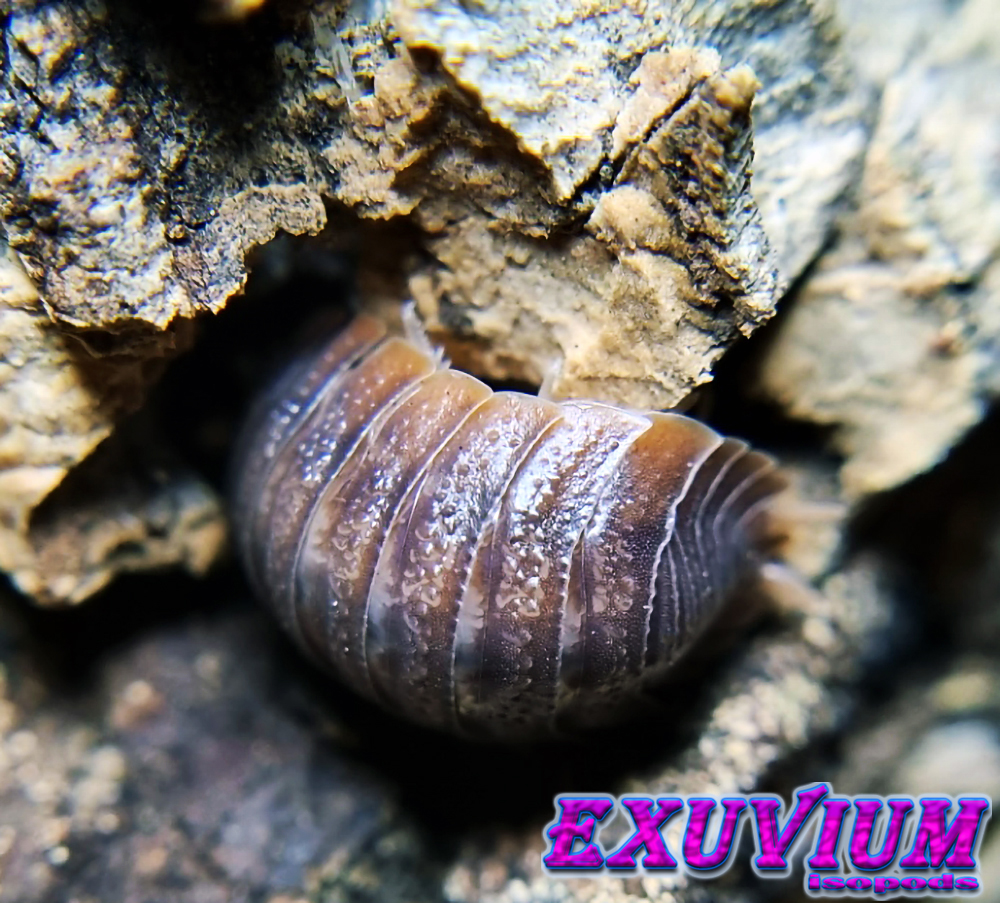 Porcellio dilatatus (Giant Canyon Woodlouse) – Exuvium Isopods