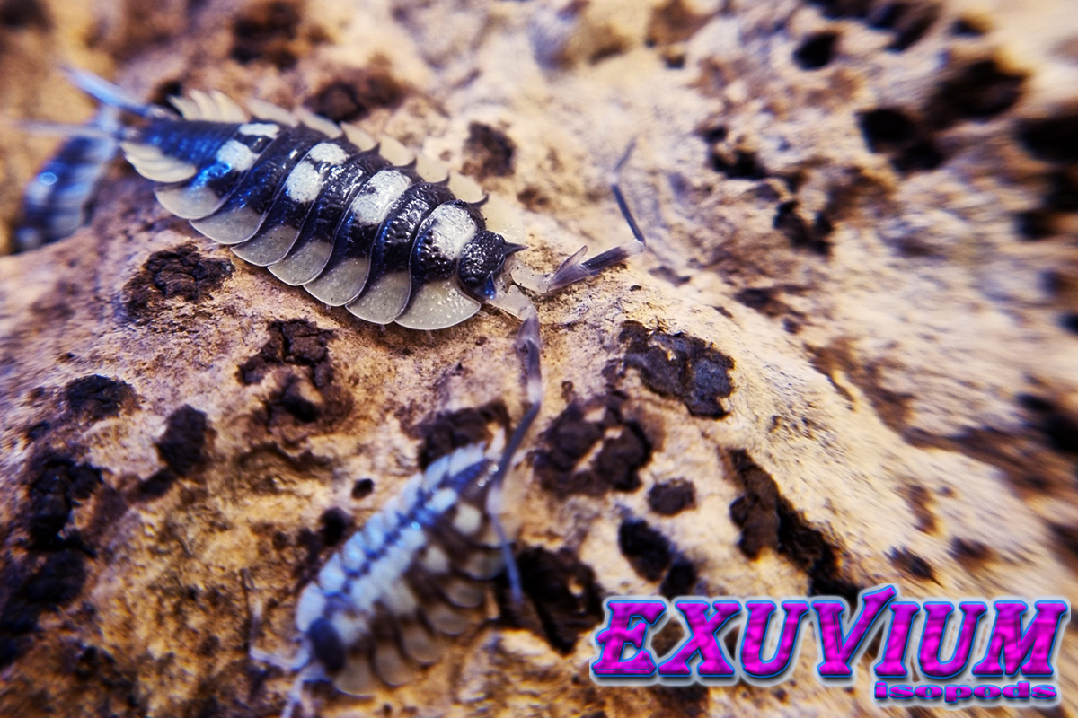 Porcellio expansus (Giant Spanish Isopod) – Exuvium Isopods