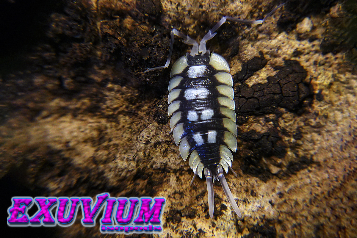 Porcellio expansus (Giant Spanish Isopod) – Exuvium Isopods