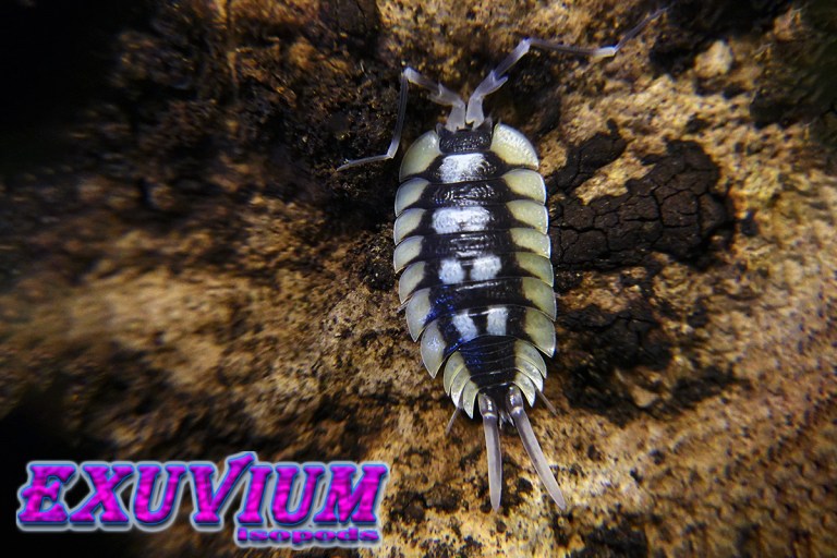 Porcellio expansus (Giant Spanish Isopod) – Exuvium Isopods