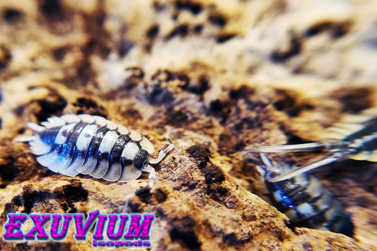 Porcellio expansus (Giant Spanish Isopod) – Exuvium Isopods