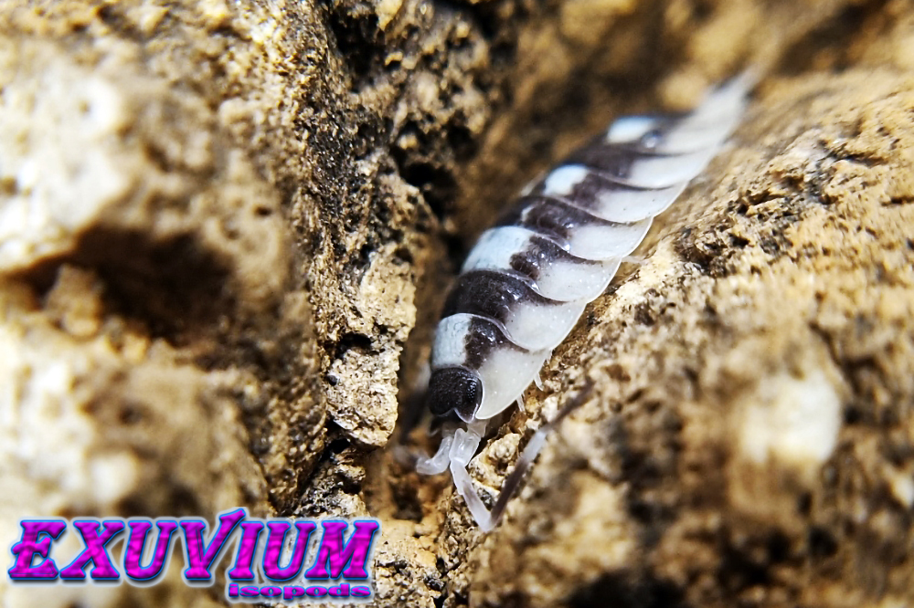 Porcellio expansus (Giant Spanish Isopod) – Exuvium Isopods