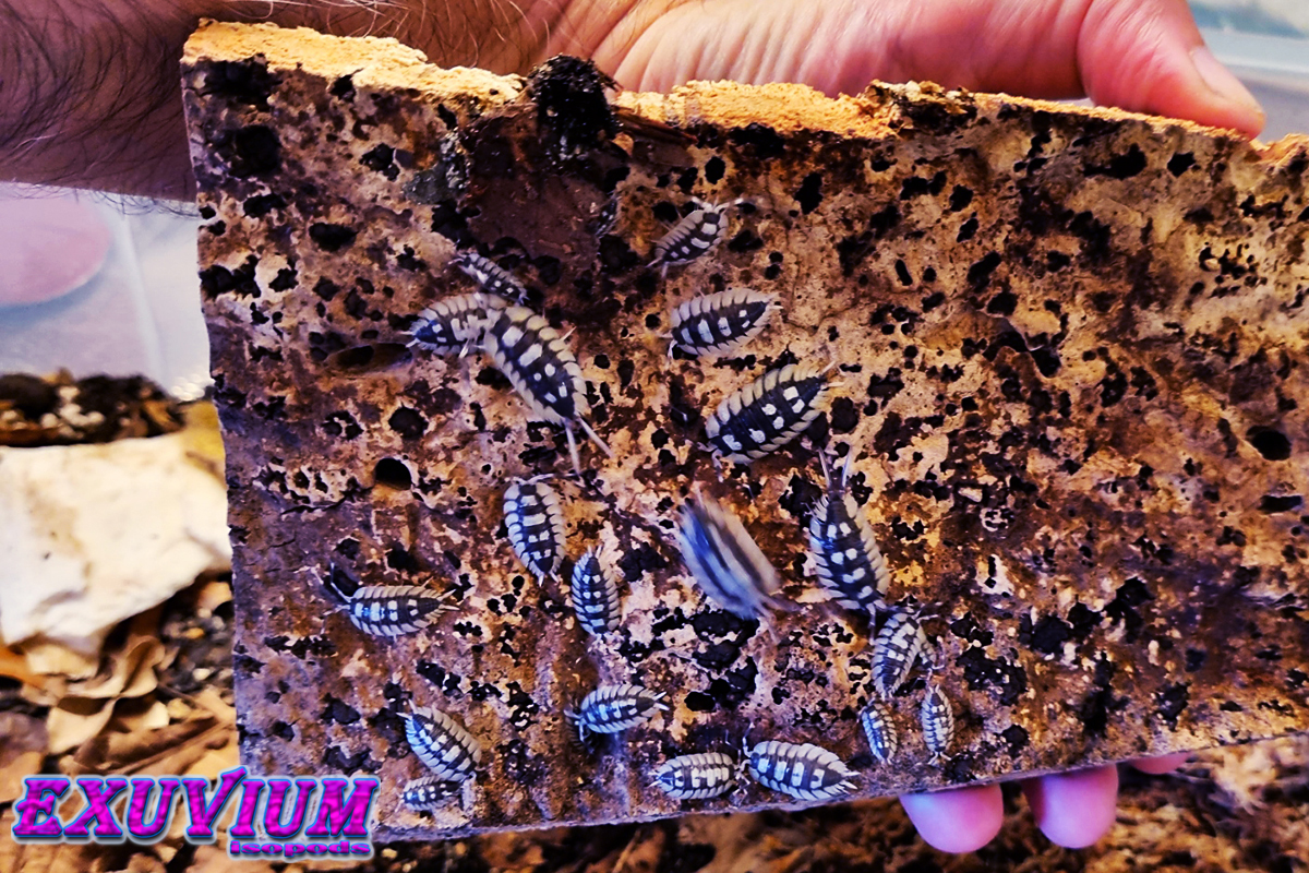 Porcellio expansus (Giant Spanish Isopod) – Exuvium Isopods