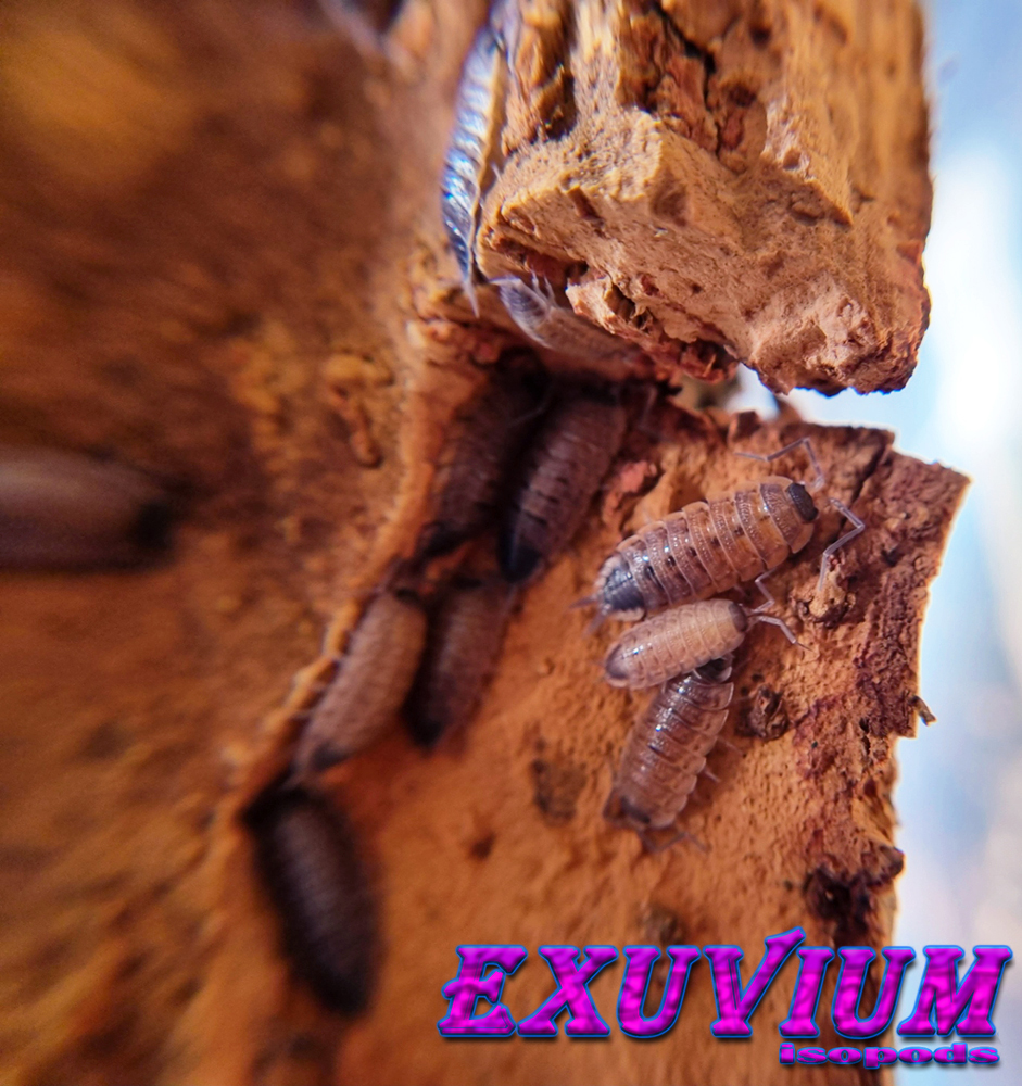 Porcellio silvestrii (Silvestri’s Woodlouse) – Exuvium Isopods