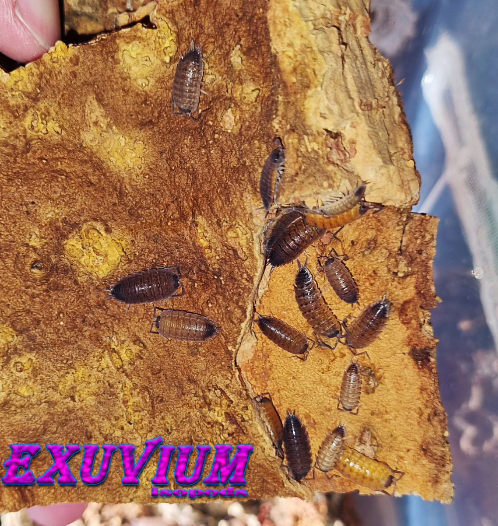 Porcellio silvestrii (Silvestri’s Woodlouse) – Exuvium Isopods