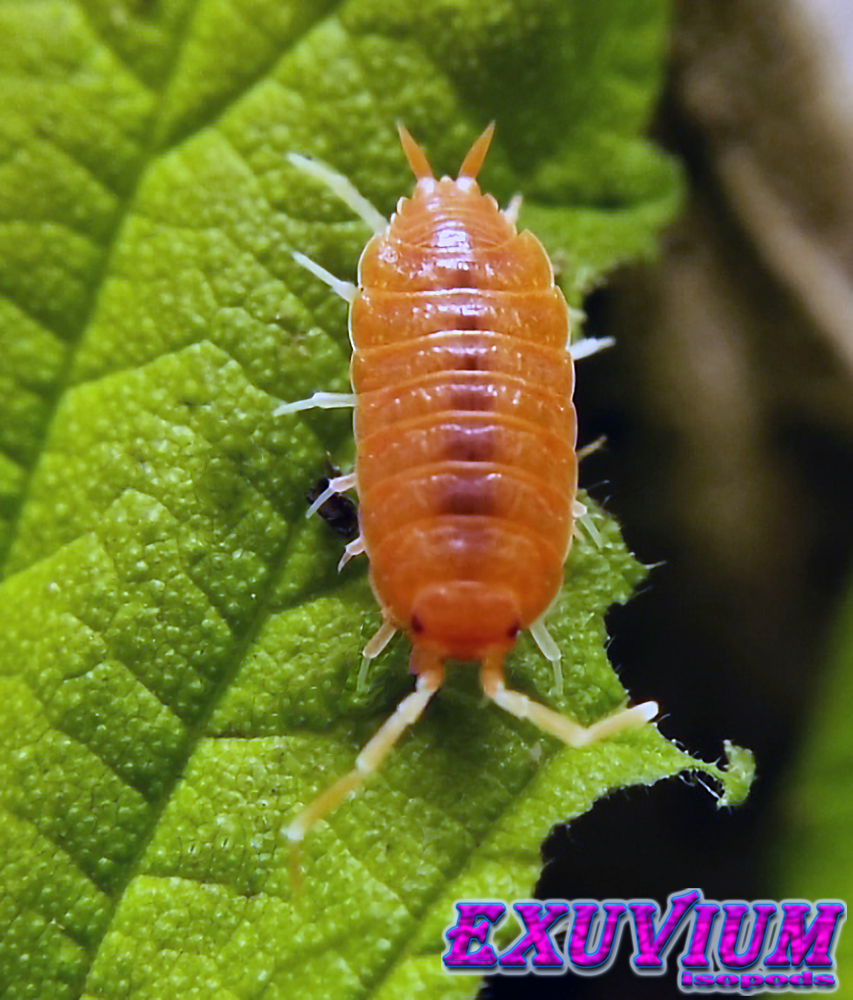 Porcellionides pruinosus ‘Powder Orange’ – Exuvium Isopods