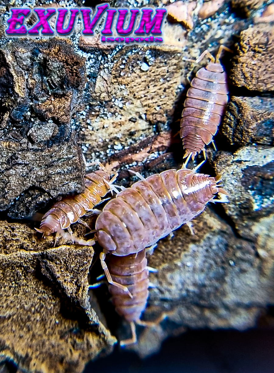 Porcellionides pruinosus ‘Powder Orange’ – Exuvium Isopods