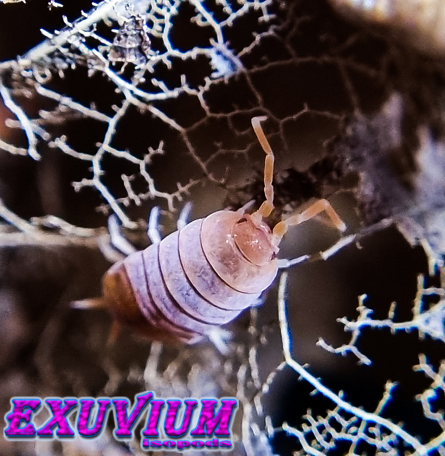 Porcellionides pruinosus ‘Powder Orange’ – Exuvium Isopods