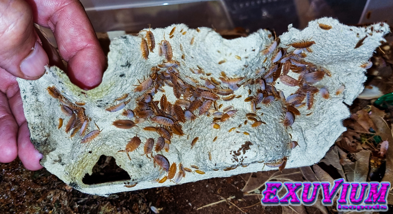 Porcellionides pruinosus ‘Powder Orange’ – Exuvium Isopods